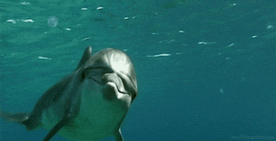 Dolphin GIFs - Find & Share on GIPHY