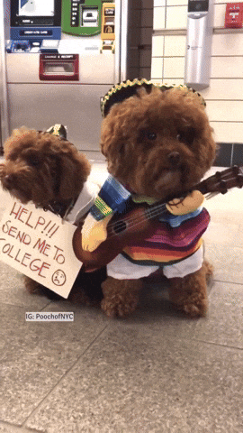 Happy Dog GIF - Find & Share on GIPHY