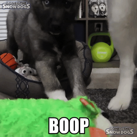 Boop Dog GIFs - Get the best GIF on GIPHY