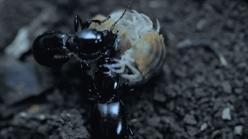 Beetle Deep Look GIF by PBS Digital Studios - Find & Share on GIPHY
