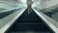 Escalator Gif