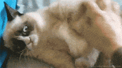 Angry Cat Meme GIFs - Find & Share on GIPHY