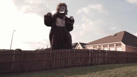 Monkey Dancing GIFs - Get the best GIF on GIPHY