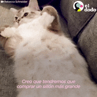 Gif De Maullido De Gato Descubre Con Google Cómo Se Vería Tu Gato Si