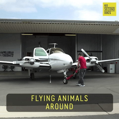 Flying-animals GIFs - Get the best GIF on GIPHY