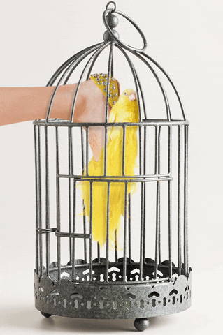 Bird Shoe GIFs - Get the best GIF on GIPHY