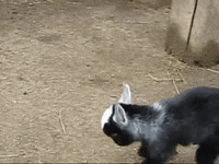 Baby Goats Jumping Gif