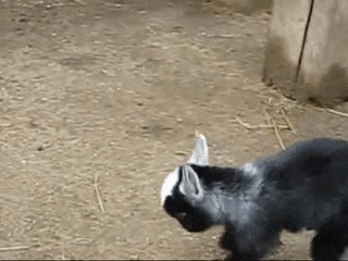 Baby Goat GIFs - Find & Share on GIPHY
