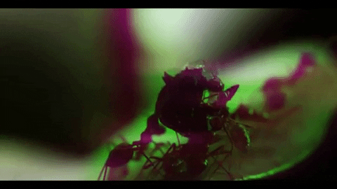 Biting Bbc GIF - Find & Share on GIPHY