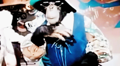 Chill Chimp GIF - Find & Share on GIPHY