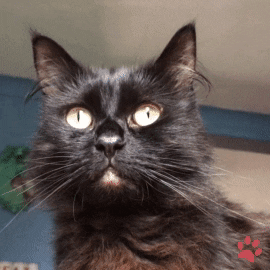 Cat Whiskers GIFs - Get the best GIF on GIPHY