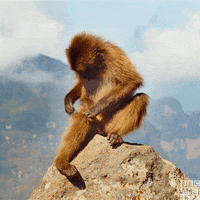 I R Baboon Gif