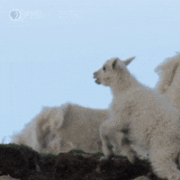 Baby Goats Jumping Gif