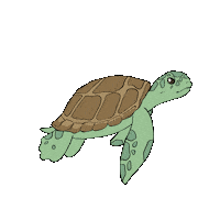 Animated Turtle Gif