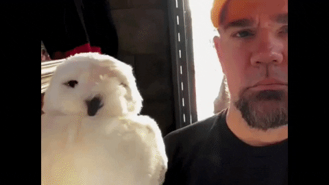 Schrug-shoulders GIFs - Get the best GIF on GIPHY