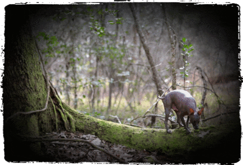 Xolo GIFs - Get the best GIF on GIPHY