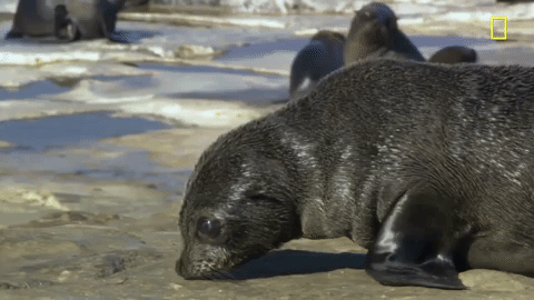 Hostile Planet: Oceans by National Geographic TV | GIPHY