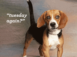 Tuesday-dog GIFs - Get the best GIF on GIPHY