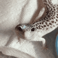 Geico Gecko Gif