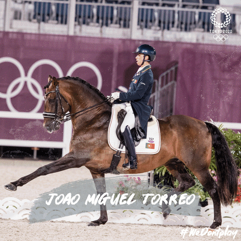 Horse Show Jumping Gif