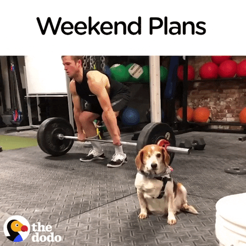 Weekend Dog GIFs - Find & Share on GIPHY