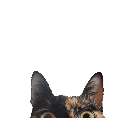 Blue the cat GIFs on GIPHY - Be Animated