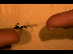 Ant GIFs - Find & Share on GIPHY