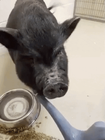 Pig Eat GIF by Nebraska Humane Society - Find & Share on GIPHY