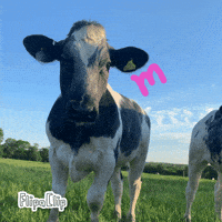 Cow Gif
