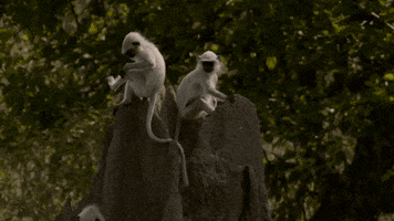 When Nature Calls GIFs on GIPHY - Be Animated