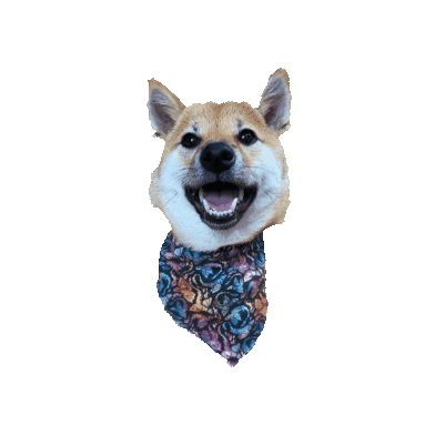 Shiba Inu Smile Gif