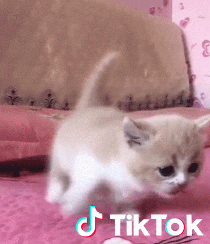 Chaton GIFs - Get the best GIF on GIPHY