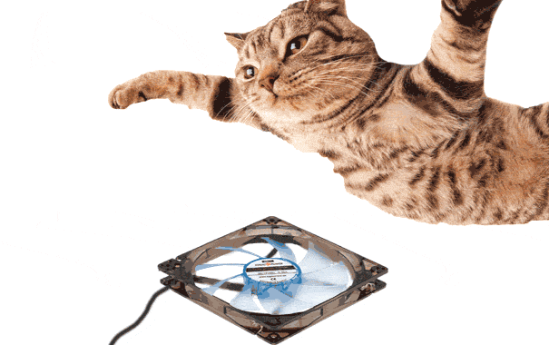 Flying Kitten GIFs - Get the best GIF on GIPHY