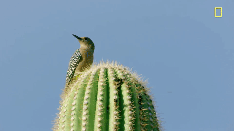 Hostile Planet: Deserts by National Geographic TV | GIPHY