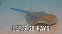 Tampa-bay-rays GIFs - Get the best GIF on GIPHY