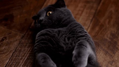 Cat Wow GIF by 5 Minuten - www.5min.at - Find & Share on GIPHY