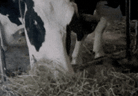 Cow Chewing Cud Gif