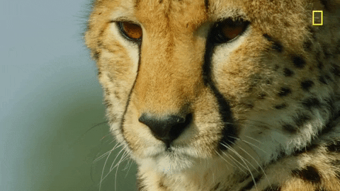 Hostile Planet: Grasslands by National Geographic TV | GIPHY