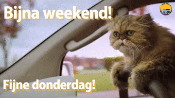 Cat Weekend GIF by Gofourward - Find & Share on GIPHY