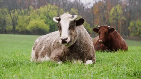 Relax Relaxing GIF by Mercy For Animals - Find & Share on GIPHY