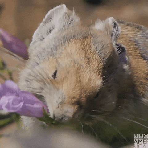 Bbc Earth Eating GIF by BBC America - Find & Share on GIPHY