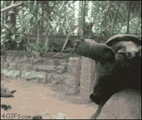 Animals Mating Gif
