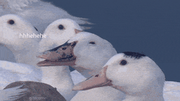 Hehehehe GIFs - Find & Share on GIPHY