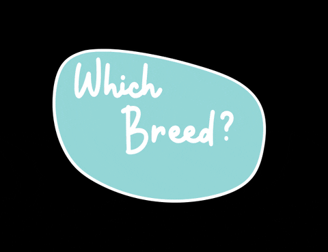 Dog Breed GIFs - Get the best GIF on GIPHY