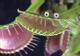 Carnivorous Plants GIFs - Find & Share on GIPHY