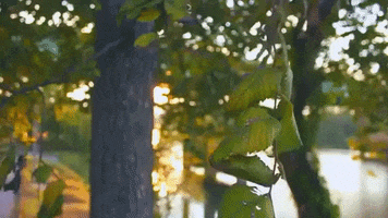 Alabama Meme GIFs - Find & Share on GIPHY