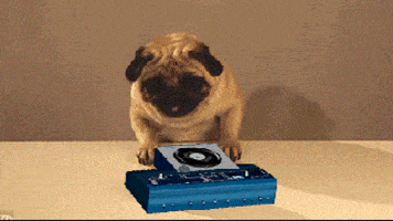 Dancing Pug GIFs - Find & Share on GIPHY