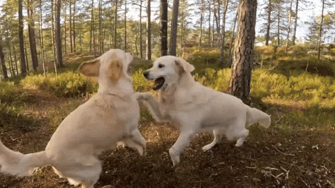 Golden Retriever Dogs GIF by Mall Grab - Find & Share on GIPHY