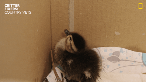 Ducklings Critters GIFs - Get the best GIF on GIPHY