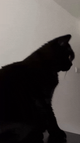 Funny Black Cat GIFs - Find & Share on GIPHY
